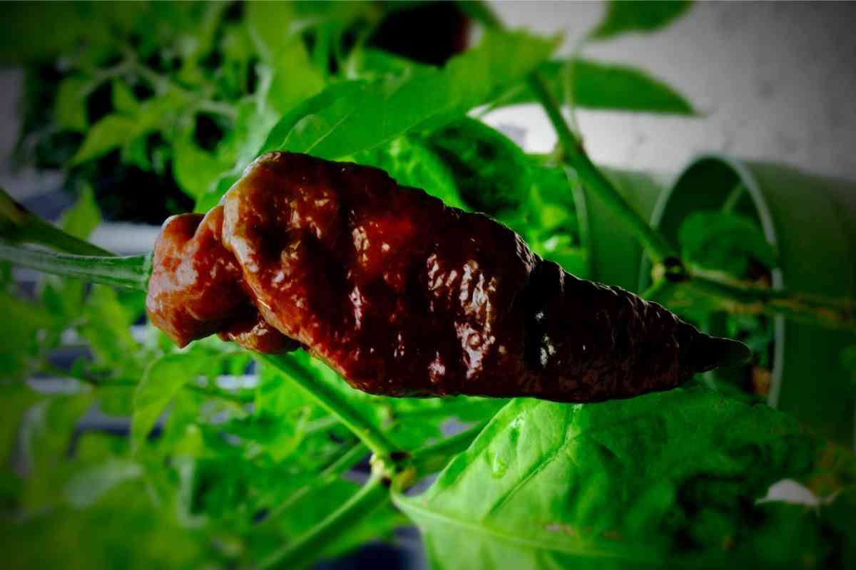Top 27 Hottest Peppers in The World (With PHOTOS)
