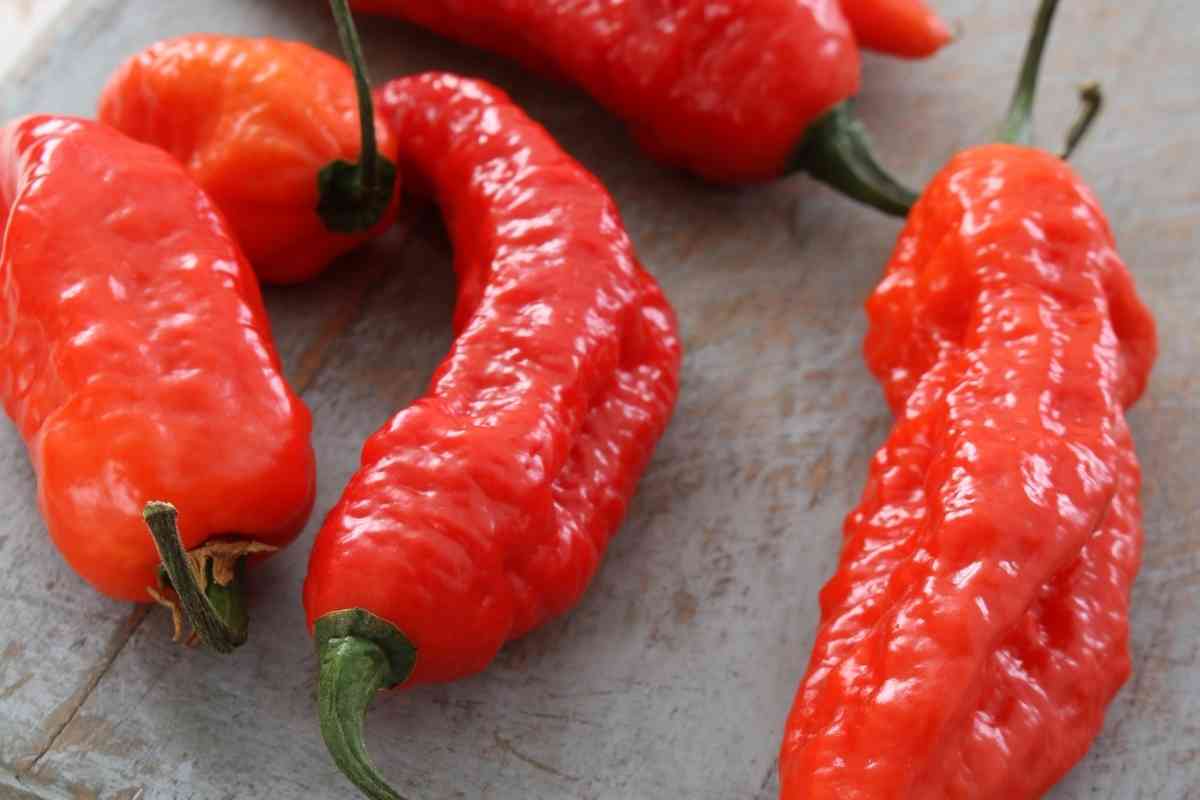 Top 27 Hottest Peppers in The World (With PHOTOS)
