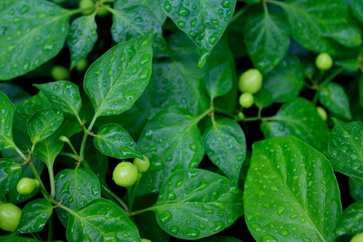 Top 27 Hottest Peppers in The World (With PHOTOS)