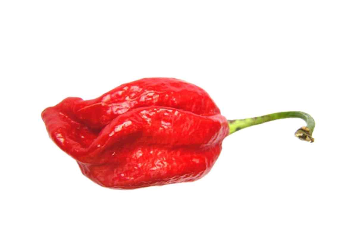 Top 27 Hottest Peppers in The World (With PHOTOS)