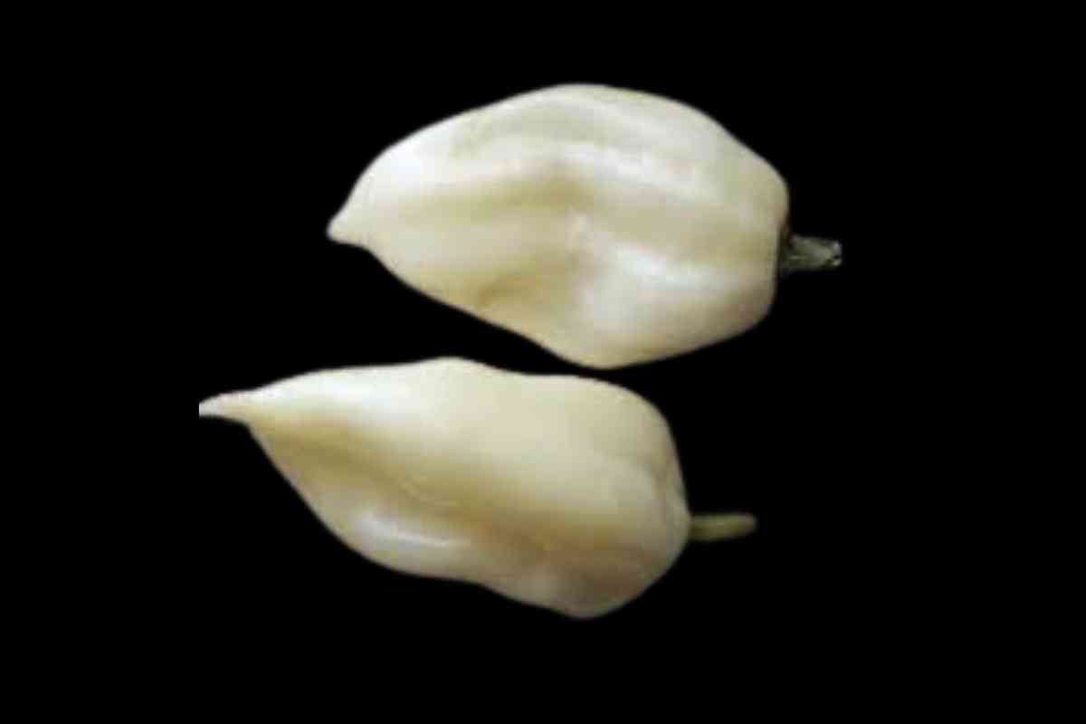 Top 27 Hottest Peppers in The World (With PHOTOS)