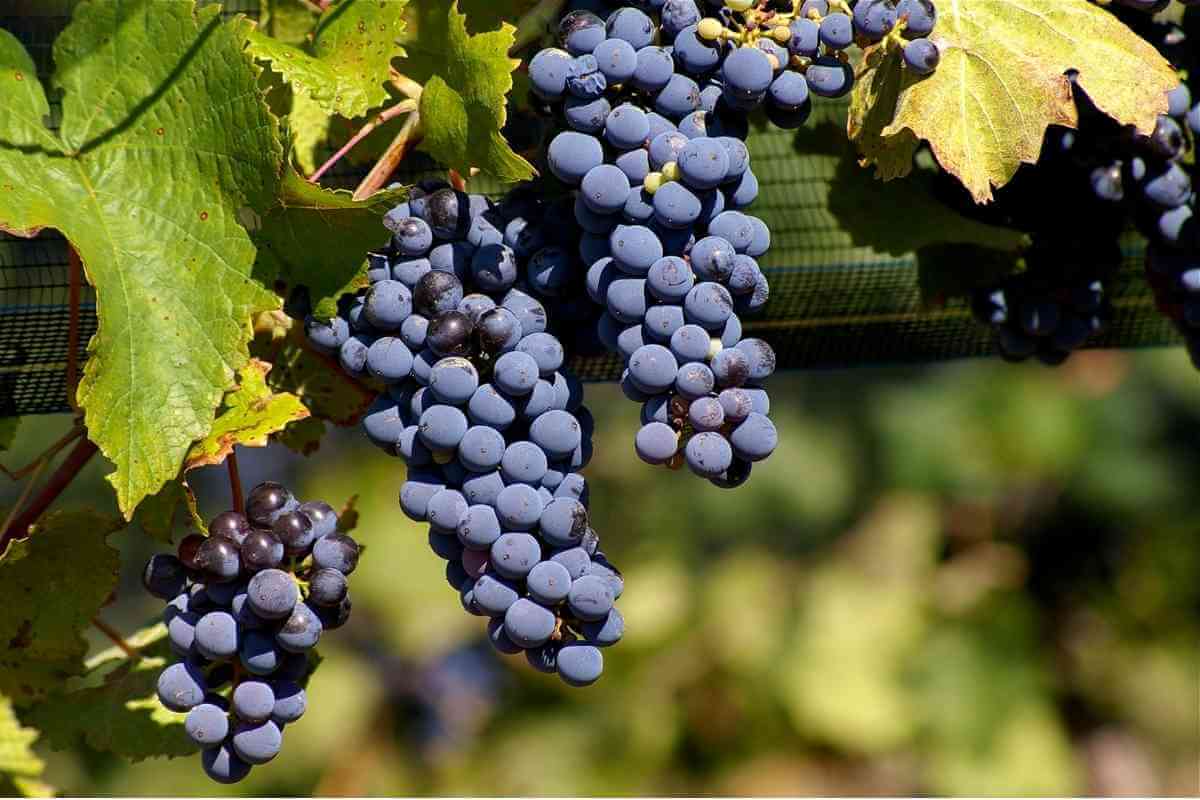 Tempranillo Vs Malbec: Key Differences