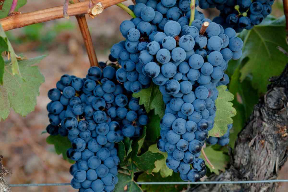 Tempranillo Vs Malbec: Key Differences
