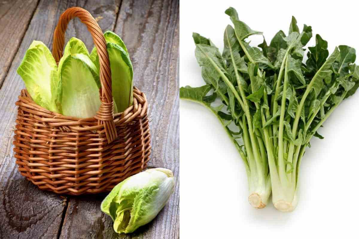 Endive Vs Chicory: Key Differences