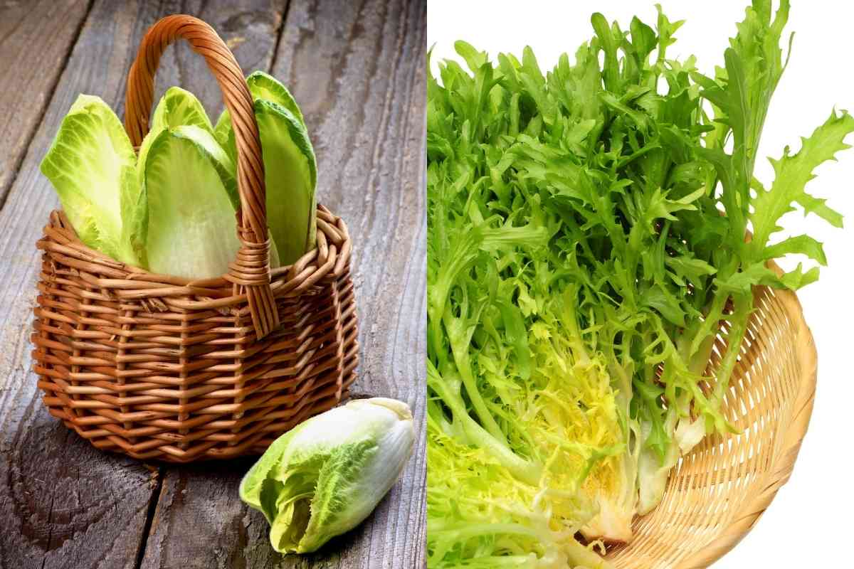 Endive Vs Chicory: Key Differences