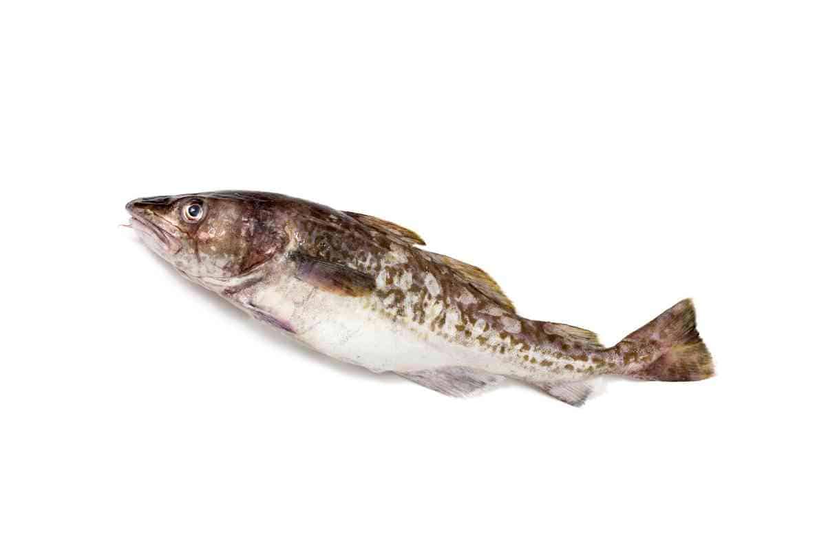 What Does Cod Taste Like? (Answered)