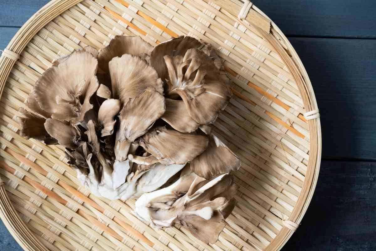 Top 6 Edible Wild Mushrooms in Michigan