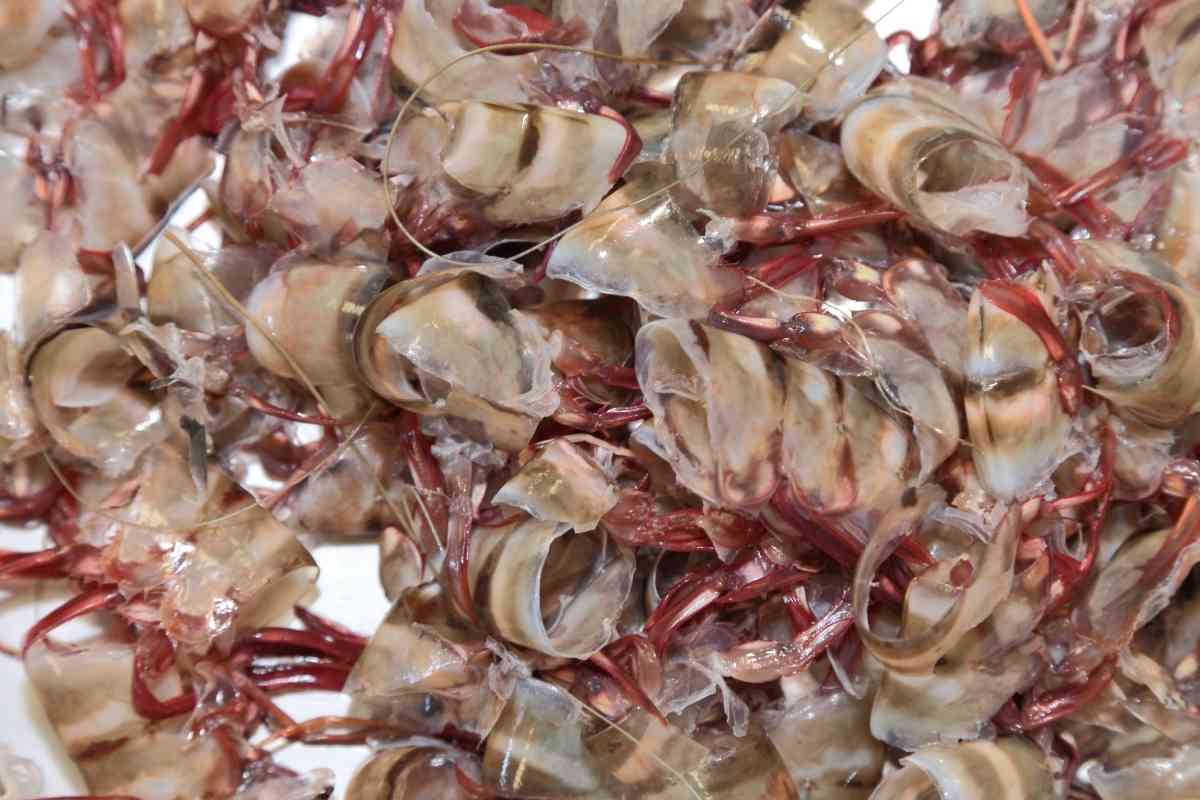 Can You Eat Shrimp Shells? (Answered)