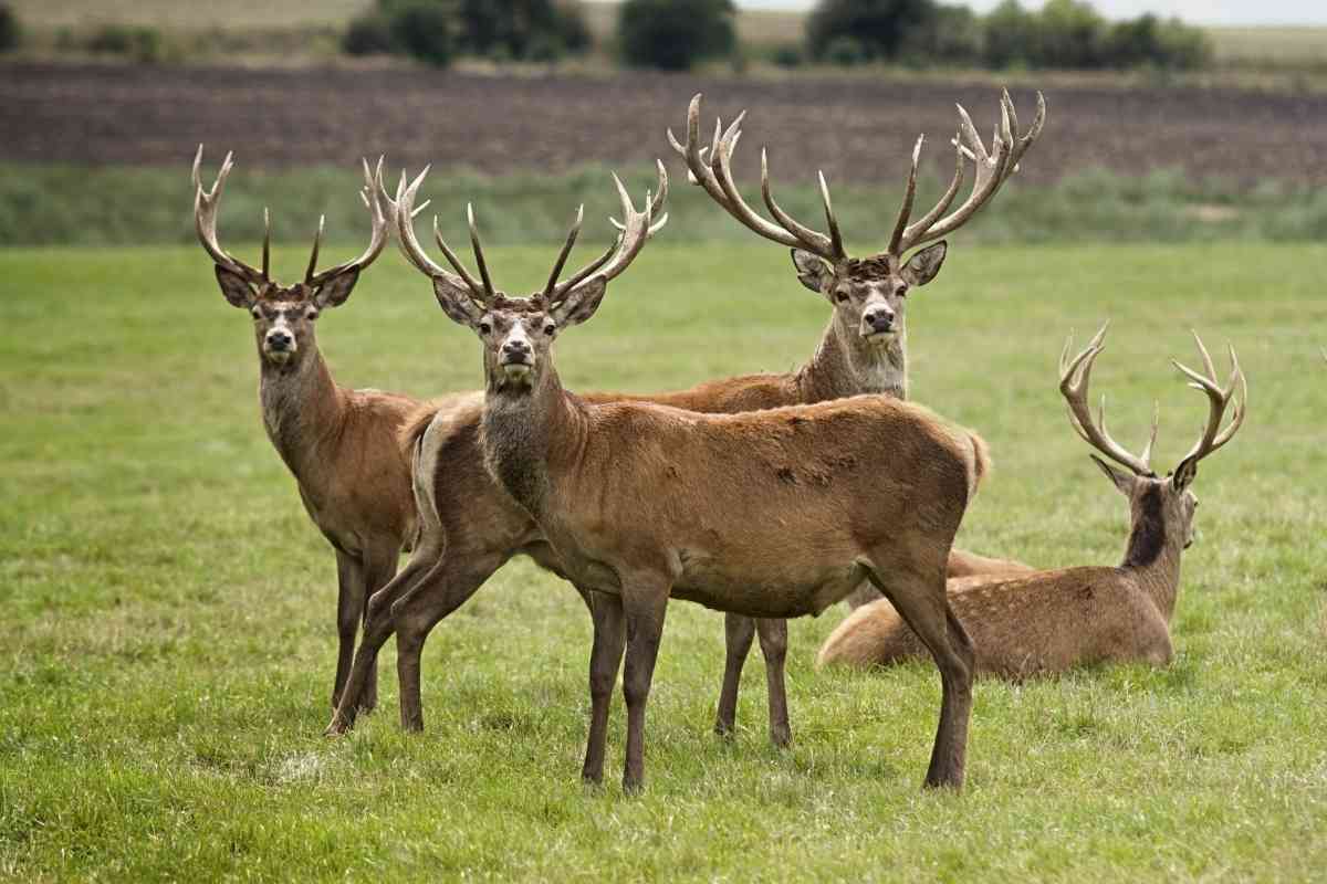 What Does Deer Taste Like? (Venison Taste Explained)