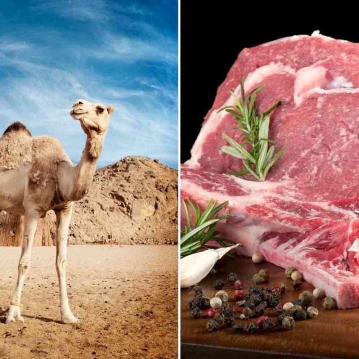 What Does Antelope Taste Like? (Explained)